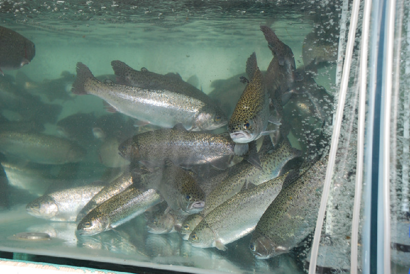 PESTE VIU, proaspat, PESTE CONGELAT > PESCARIA PASCA CLAUDIU I. I ...