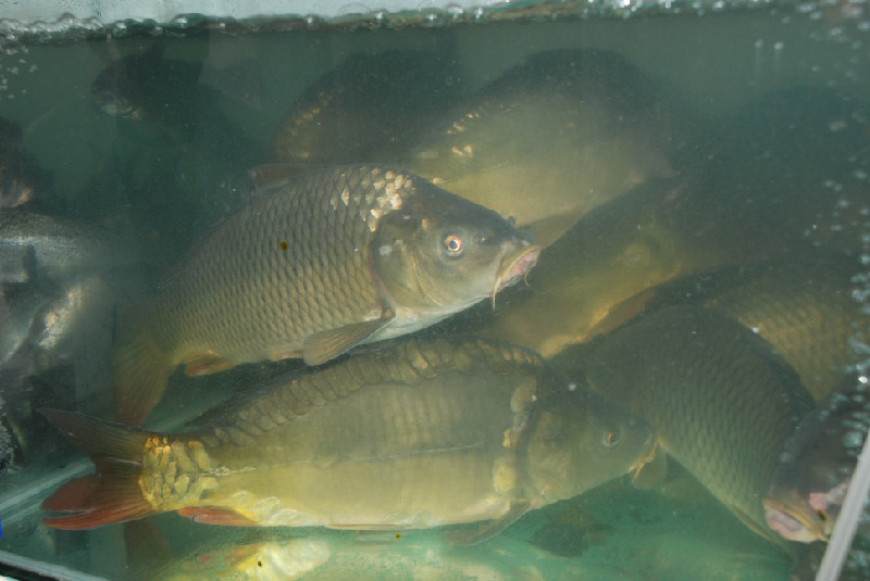 PESTE VIU, proaspat, PESTE CONGELAT > PESCARIA PASCA CLAUDIU I. I ...